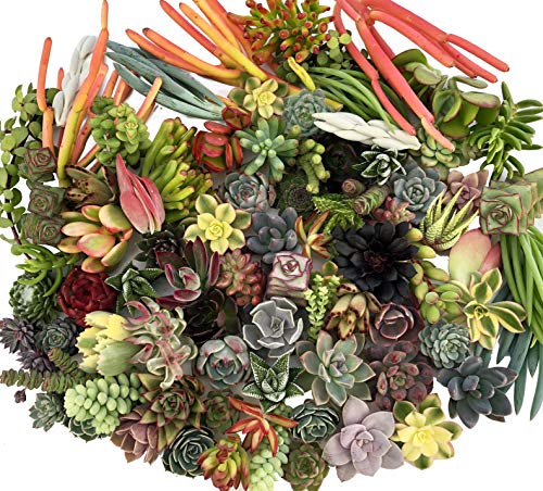 10 Assorted Live Succulent Cuttings, No 2 Succulents Alike, Great for Terrariums, Mini Gardens, and as Starter Plants by The Succulent Cult