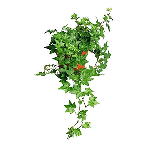 American Plant Exchange Live Baltic English Ivy Small Leaf Needle Point Plant, Vine and Plant Pot for Home and Garden Decor, 6" Pot