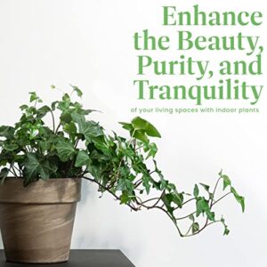 American Plant Exchange Live Baltic English Ivy Small Leaf Needle Point Plant, Vine and Plant Pot for Home and Garden Decor, 6" Pot