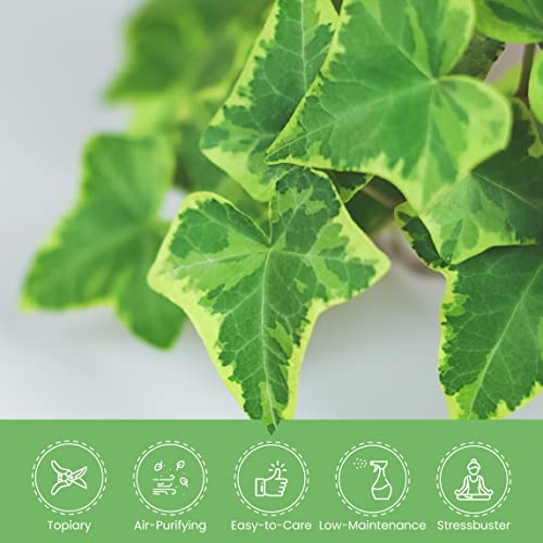 American Plant Exchange Live Baltic English Ivy Small Leaf Needle Point Plant, Vine and Plant Pot for Home and Garden Decor, 6" Pot