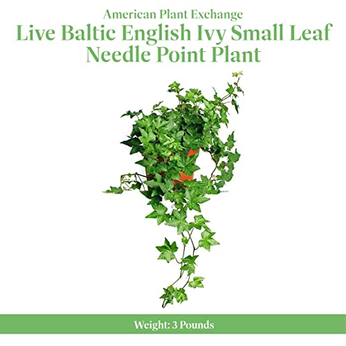 American Plant Exchange Live Baltic English Ivy Small Leaf Needle Point Plant, Vine and Plant Pot for Home and Garden Decor, 6" Pot