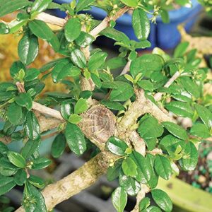 Brussel's Bonsai Live Fukien Tea Indoor Bonsai Tree-6 Years Old 6" to 10" Tall with Decorative Container,