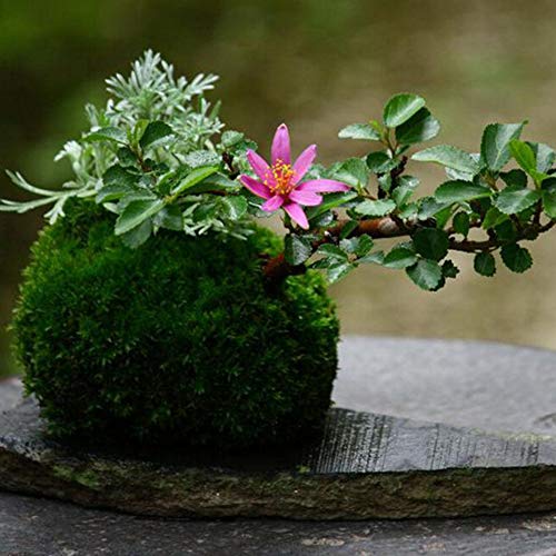 bjduck99 Creative Weave Moss Ball Flower Pot Holder Natural Planter Bonsai Garden Decor