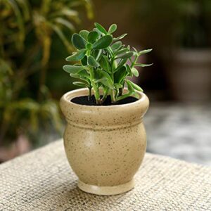 unravel india bonsai matte finish stoneware off-white matki table top planter