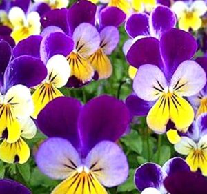 myseeds.co big pack - johnny jump up flower seeds (20,000 seeds) - viola cornuta 'helen mount' - edible flower seeds (big pack - johnny jump up)