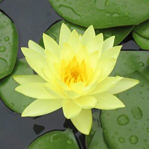 live water lilies rhizomes (tubers) | (top 4 iwgs award) pre-grown hardy lilies in white, red, yellow, pink (yellow)