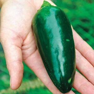 grande jumbo extra large jalapeno pepper seeds"ultimate stuffer pepper" - (100 seeds)