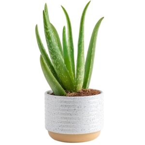 costa farms aloe vera, live succulent plant, easy care indoor houseplant in modern décor planter, room air purifier, tabletop, office, desk or home décor, birthday, gardening gift, 10-12 inches tall