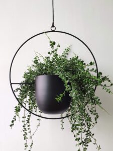 riseon boho black metal plant hanger,metal wall and ceiling hanging planter, modern planter, mid century flower pot plant holder, minimalist planter for indoor outdoor home decor