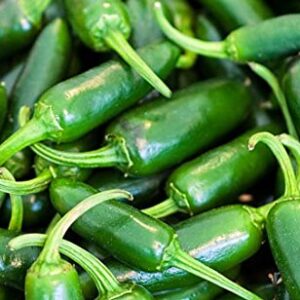 30+ Mucho Nacho Jalapeno Hot Pepper Seeds Heirloom Non-GMO, Capsicum annuum, Spicy, Super Delicious and Fragrant! from USA