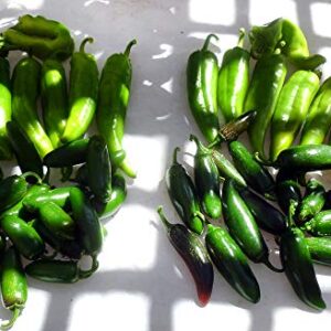 30+ Mucho Nacho Jalapeno Hot Pepper Seeds Heirloom Non-GMO, Capsicum annuum, Spicy, Super Delicious and Fragrant! from USA