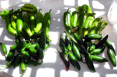 30+ Mucho Nacho Jalapeno Hot Pepper Seeds Heirloom Non-GMO, Capsicum annuum, Spicy, Super Delicious and Fragrant! from USA