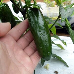 30+ Mucho Nacho Jalapeno Hot Pepper Seeds Heirloom Non-GMO, Capsicum annuum, Spicy, Super Delicious and Fragrant! from USA