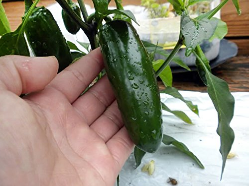 30+ Mucho Nacho Jalapeno Hot Pepper Seeds Heirloom Non-GMO, Capsicum annuum, Spicy, Super Delicious and Fragrant! from USA