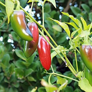 30+ Mucho Nacho Jalapeno Hot Pepper Seeds Heirloom Non-GMO, Capsicum annuum, Spicy, Super Delicious and Fragrant! from USA