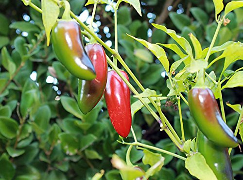 30+ Mucho Nacho Jalapeno Hot Pepper Seeds Heirloom Non-GMO, Capsicum annuum, Spicy, Super Delicious and Fragrant! from USA