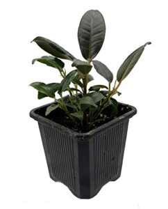 burgundy india rubber tree plant - ficus - an old favorite - 2.5" pot