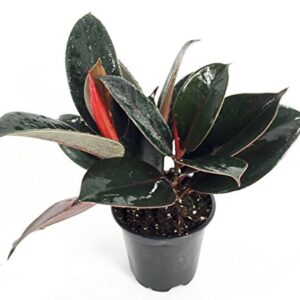 Burgundy India Rubber Tree Plant - Ficus - An Old Favorite - 2.5" Pot