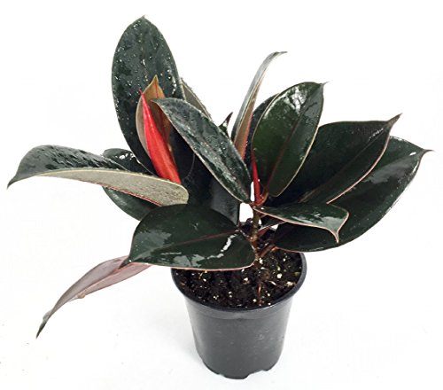 Burgundy India Rubber Tree Plant - Ficus - An Old Favorite - 2.5" Pot