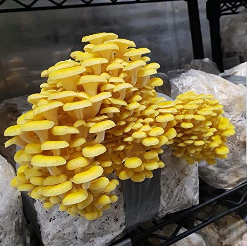 100 Golden Oyster Mushroom Spawn Plugs/Dowels to Inoculate Logs or Stumps to Grow Gourmet and Medicinal Mushrooms - Grown Your Own Mushrooms for Years to Come