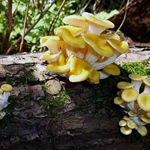 100 Golden Oyster Mushroom Spawn Plugs/Dowels to Inoculate Logs or Stumps to Grow Gourmet and Medicinal Mushrooms - Grown Your Own Mushrooms for Years to Come