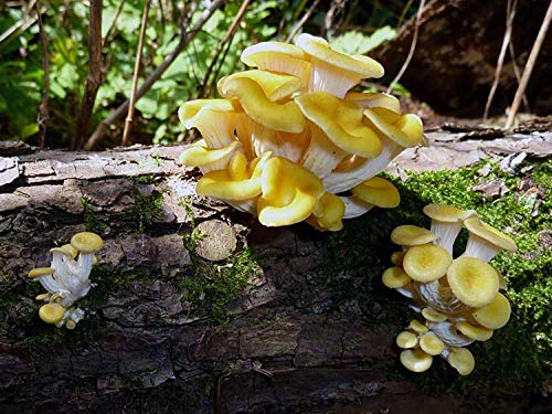 100 Golden Oyster Mushroom Spawn Plugs/Dowels to Inoculate Logs or Stumps to Grow Gourmet and Medicinal Mushrooms - Grown Your Own Mushrooms for Years to Come