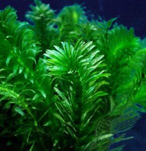 pond oxygenating elodea anacharis bunch plants - imported and usda approved