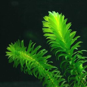 Pond Oxygenating Elodea Anacharis Bunch Plants - Imported and USDA Approved