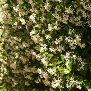 Perfect Plants Confederate Jasmine Live Plant, 1 Gallon Pot, Includes Care Guide