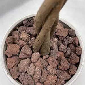 KAYSO INC Lava Rocks - Decorative Landscaping Rocks or Gas Fire Pits Rocks, 3/4" (.75") (10 Lbs, Red Lava Rock)