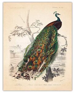 vintage peacock: unique bird wall art poster print for home, farmhouse, office, dorm, living room & bedroom decor - housewarming gift idea for bird prints lovers| unframed posters 11x14