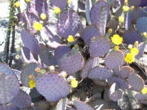 1 cactus purple prickly pear