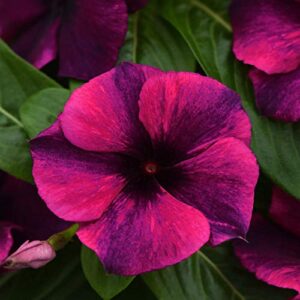 outsidepride periwinkle vinca black cherry garden flowers & ground cover plants - 50 seeds