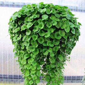 100pcs dichondra bonsai dichondra repens lawn bonsai money grass hanging decorative garden plants do flower for home garden