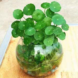 100pcs Dichondra Bonsai Dichondra Repens Lawn Bonsai Money Grass Hanging Decorative Garden Plants Do Flower for Home Garden