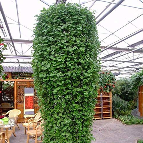 100pcs Dichondra Bonsai Dichondra Repens Lawn Bonsai Money Grass Hanging Decorative Garden Plants Do Flower for Home Garden