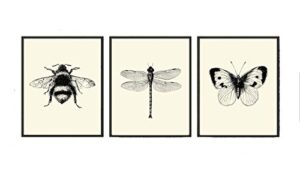 bee dragonfly butterfly wall art prints set of 3 prints 8x10 - unframed - beautiful black and white illustration ivory natural background home room decor