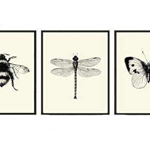 Bee Dragonfly Butterfly Wall Art Prints set of 3 Prints 8x10 - Unframed - Beautiful Black and White Illustration Ivory Natural Background Home Room Decor