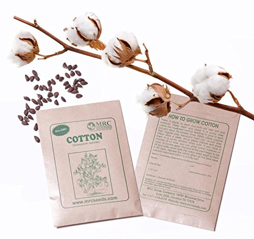 MRC Brand Cotton Seeds Non-GMO, untreated 20+ Cotton Seeds