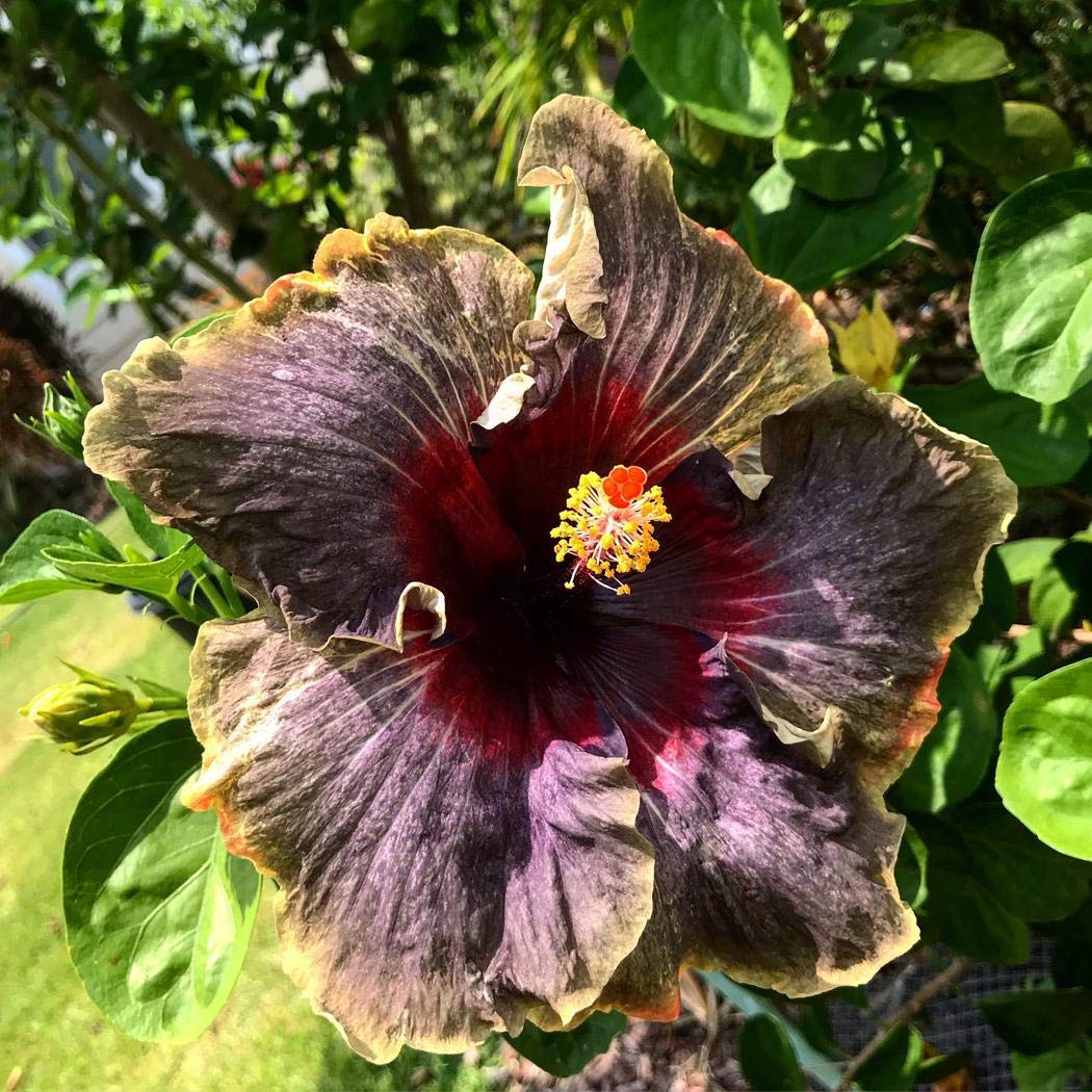 Lioder 20PCS Rare Black Pink Purple Hibiscus Seeds"Black Rainbow" Giant Flower Tropical Seeds Hibiscus Tree Seeds for Flower Potted Plants