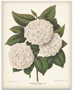 vintage japanese snowball flower illustration - classic botanical poster, home and graden decoration, cottagecore room decor, vintage flower wall display gift, 11x14 unframed art print poster