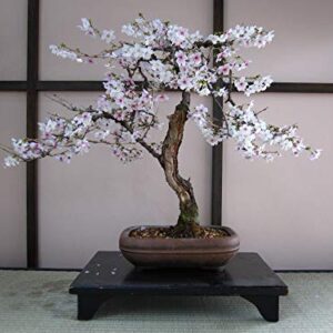 Flowering Cherry Blossom | Tree Seed Grow Kit | The Jonsteen Company