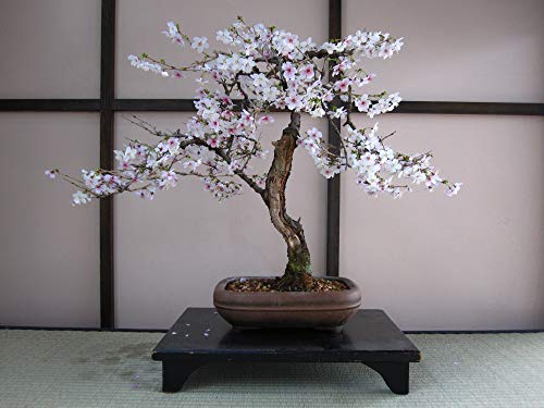 Flowering Cherry Blossom | Tree Seed Grow Kit | The Jonsteen Company