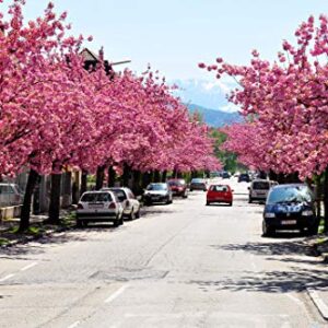 Flowering Cherry Blossom | Tree Seed Grow Kit | The Jonsteen Company