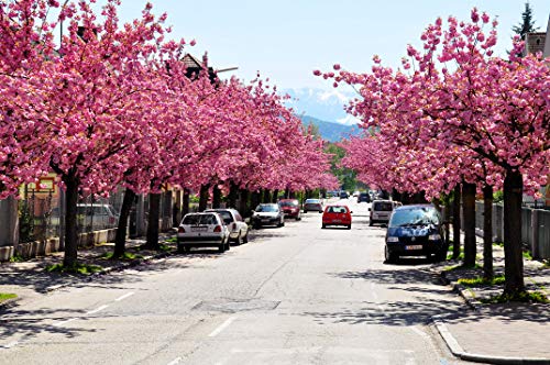 Flowering Cherry Blossom | Tree Seed Grow Kit | The Jonsteen Company