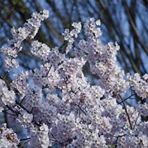 Flowering Cherry Blossom | Tree Seed Grow Kit | The Jonsteen Company