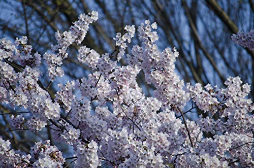 Flowering Cherry Blossom | Tree Seed Grow Kit | The Jonsteen Company