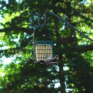 ST. ALBANS BAY SUET PLUS Variety Pack of 4 Flavors of Suet Cakes for Wild Birds 11 Ounces Each