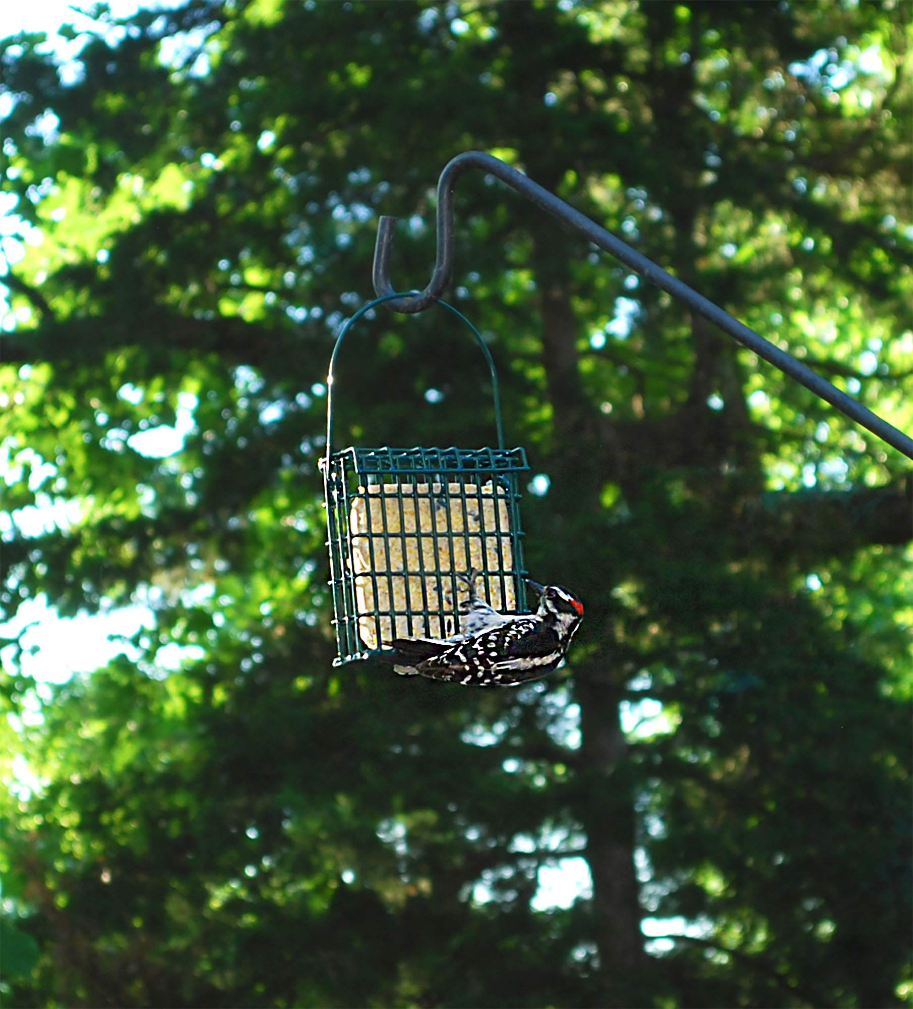 ST. ALBANS BAY SUET PLUS Variety Pack of 4 Flavors of Suet Cakes for Wild Birds 11 Ounces Each