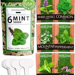 (6 Variety) Mint Seeds for Planting Outdoors or Indoors - Peppermint, Spearmint, Mountain Mint, Wild Mint, Anise Hyssop, & Common Mint | Non-GMO, Heirloom Herb Seed,Grow Your Own Mint Plants Live